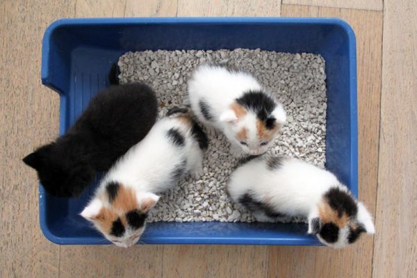 Kittens verzorgen en grootbrengen - Under the Trees