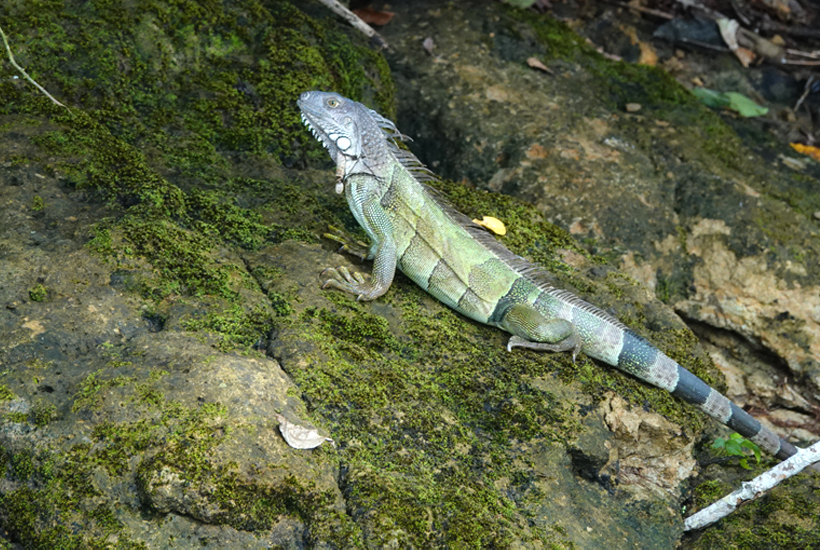 Gamboa en het regenwoud aan de oevers van het Panamakanaal