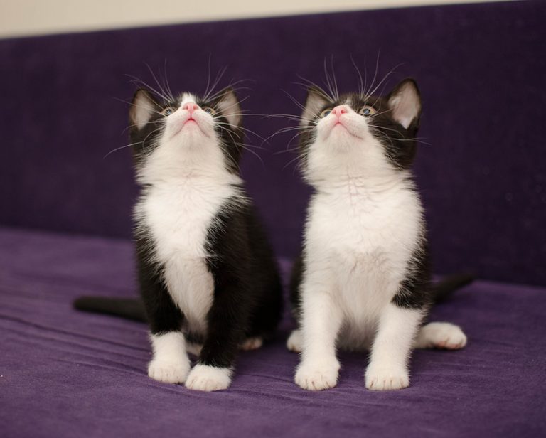 Waarom een duo kittens adopteren? - Under the Trees