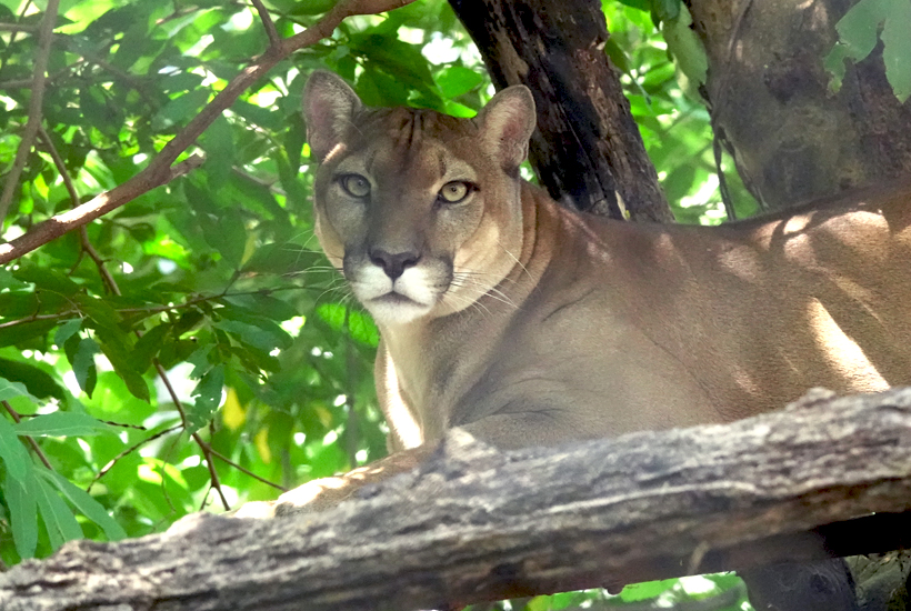 Centro Rescate Las Pumas in Cañas - Under the Trees