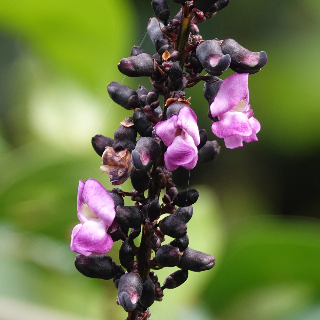 Van vogelparadijs Boca Tapada naar afgelegen Boca San Carlos